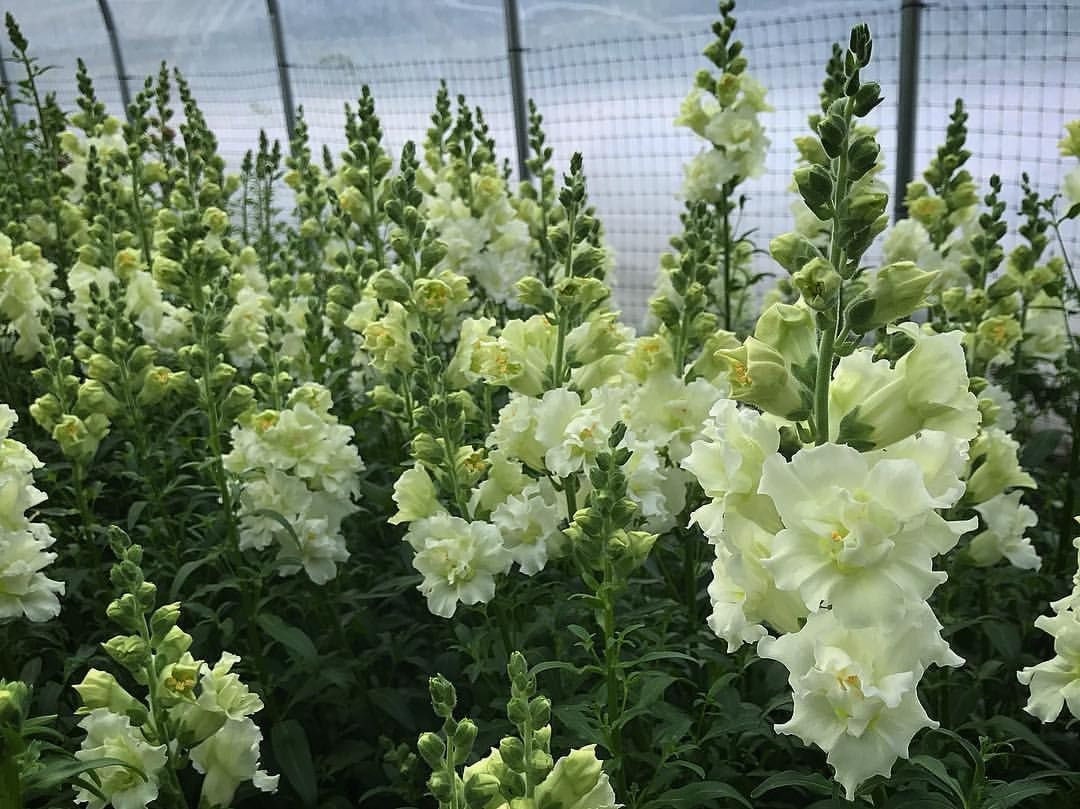Snapdragon Madame Butterfly Ivory Seeds - Etsy