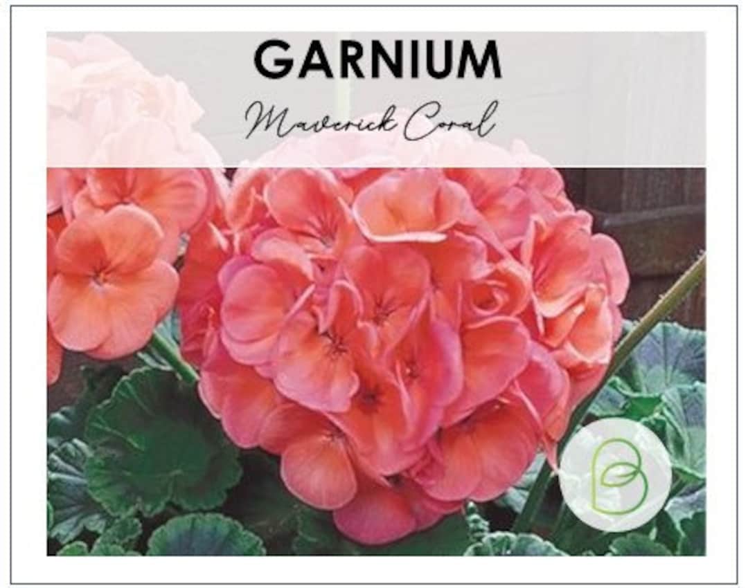 Maverick Coral Geranium Seeds: Pink-coral Pelargonium Hortorum (10 ...