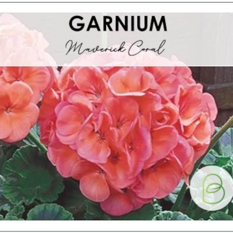 Geranium Seeds - Etsy