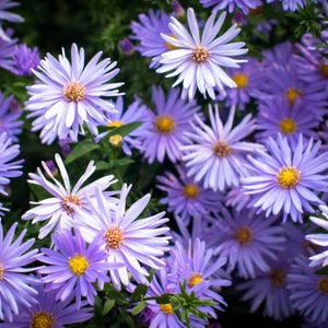 Aster Wartburg 50 Seeds Star Aster Tongolensis Seeds Wild Flower Seed ...
