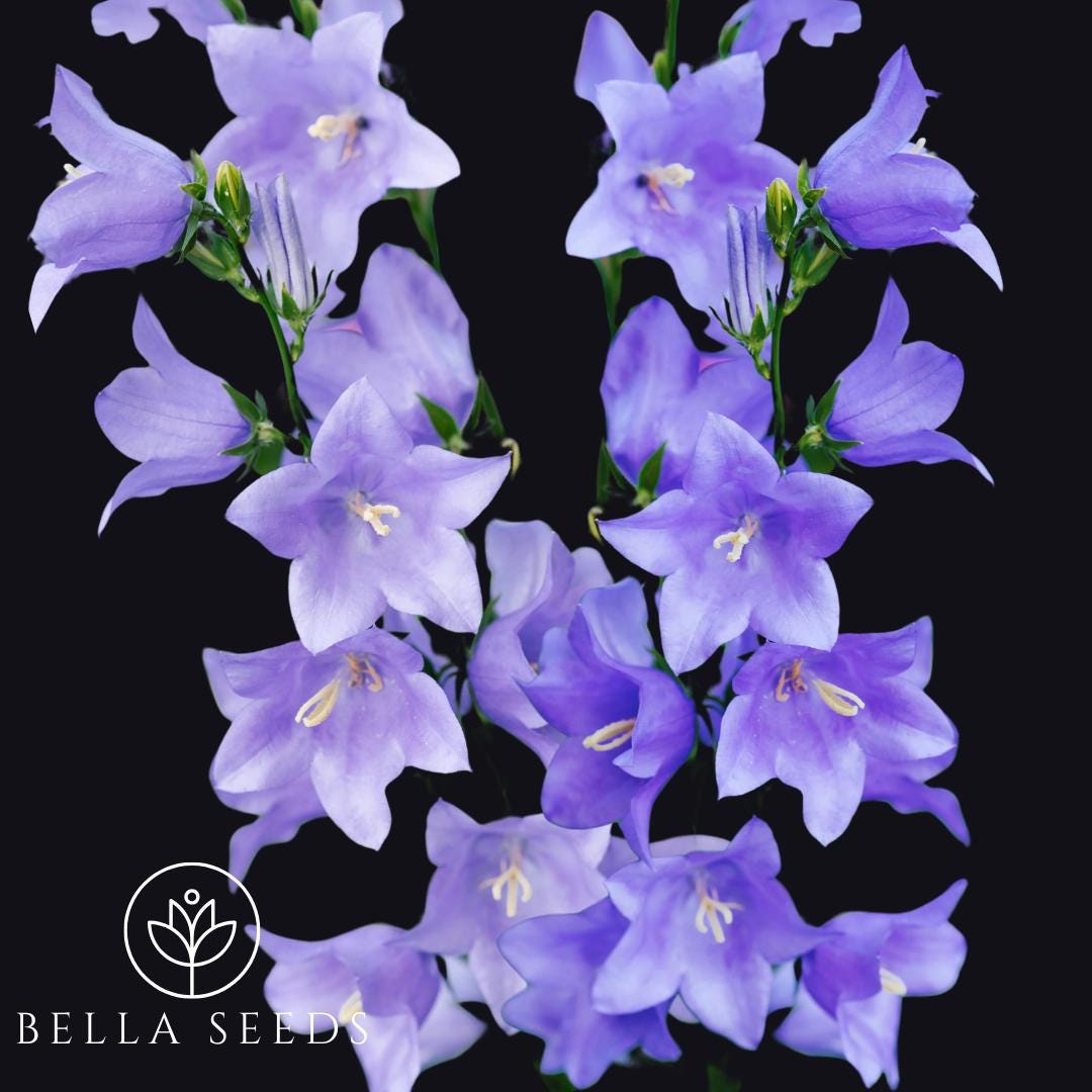 Tall Bellflower Seeds, Heirloom Seeds, Campanula Americana, Cut Flower ...