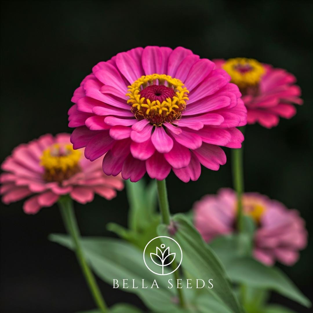 10 Zahara™ Raspberry Ripple Zinnia Seeds, Landscape Zinnias - Etsy