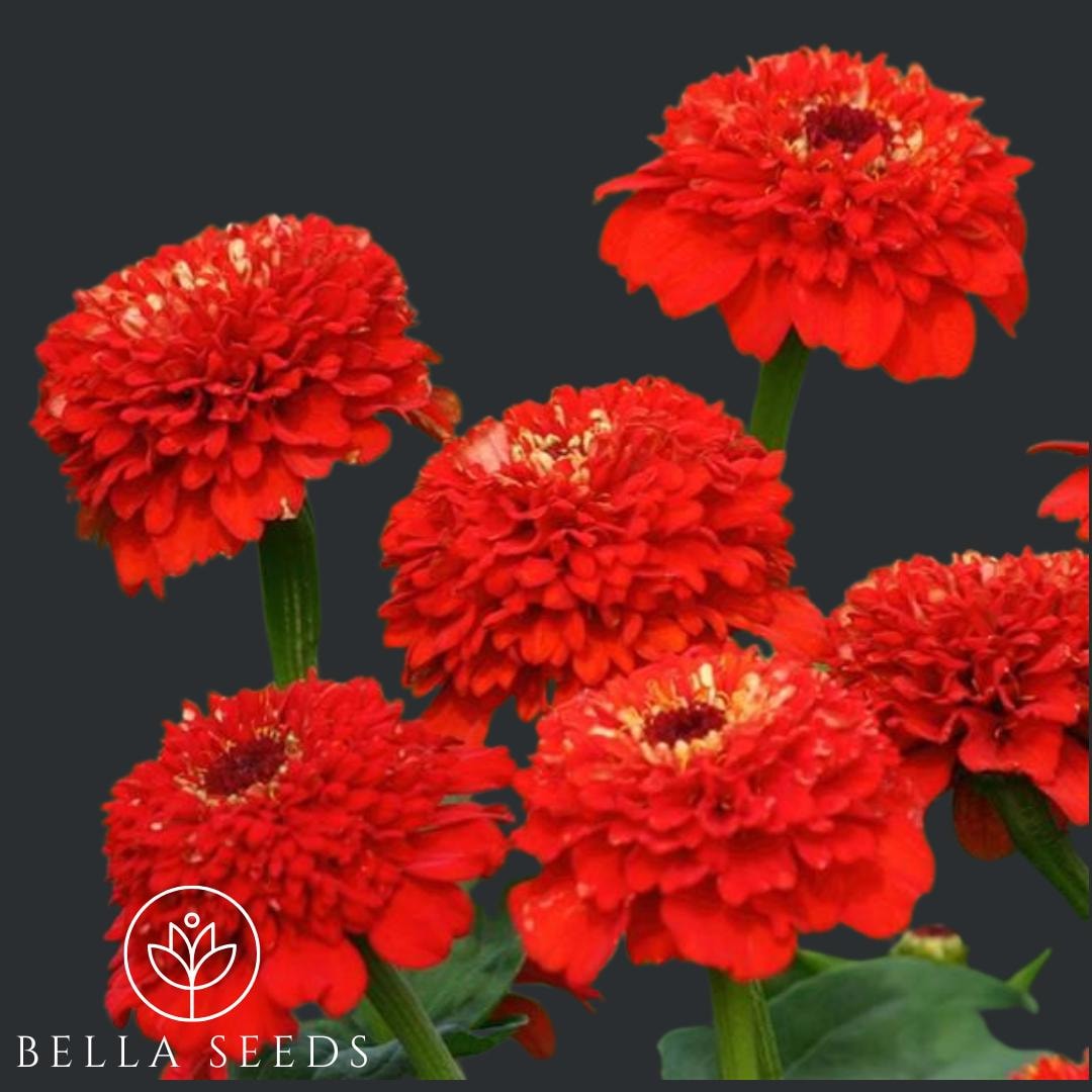 Zinderella Red Zinnia Seeds: Double Frilly Cut Flower (10 Seeds) - Etsy