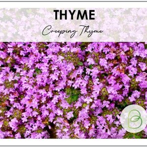 Creeping Thyme Seeds (thymus Serpyllum) | 100 Seeds | Ground Cover Magic for Your Garden - Etsy