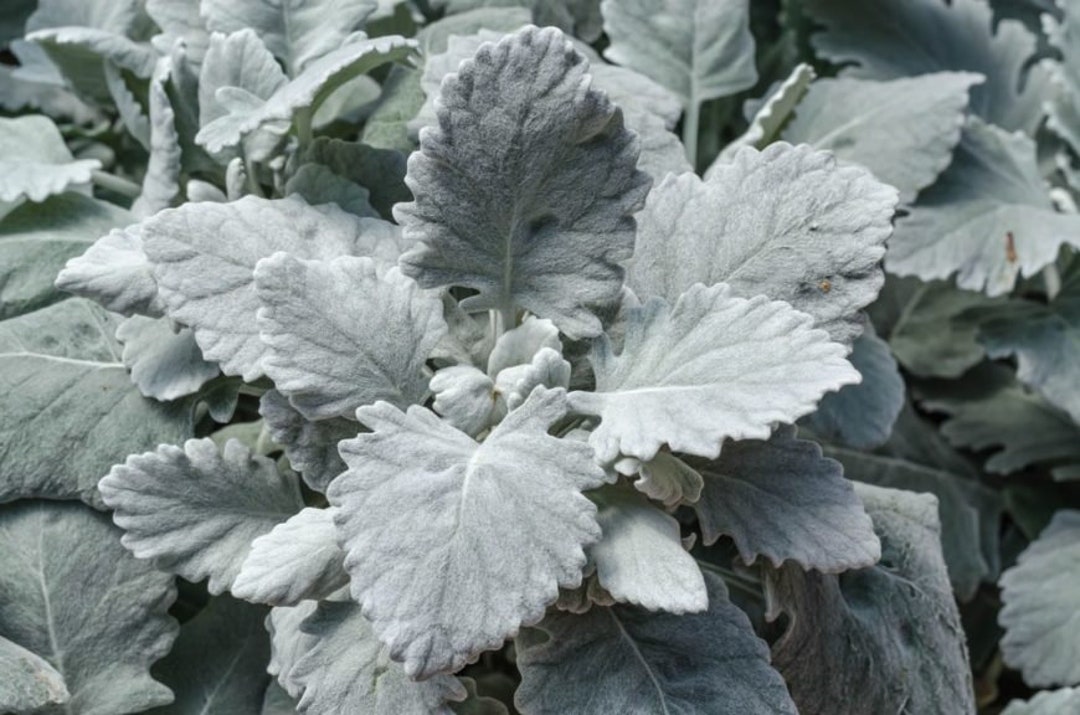 50 Dusty Miller New Look Pelleted Seeds - Etsy
