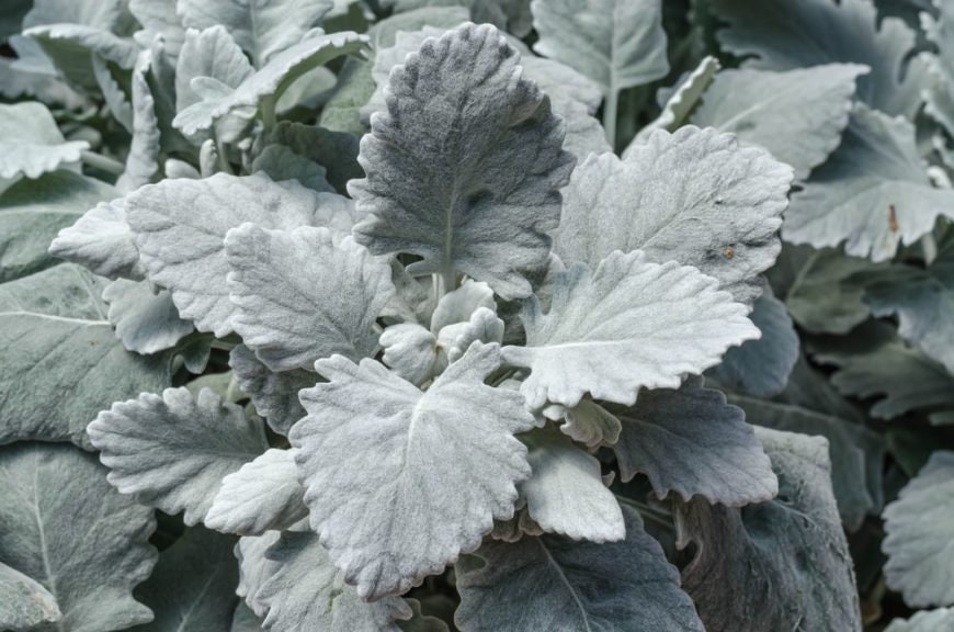 Dusty Miller New Look