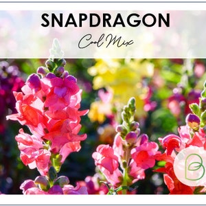 Snapdragon Cool Mix Seeds - Etsy