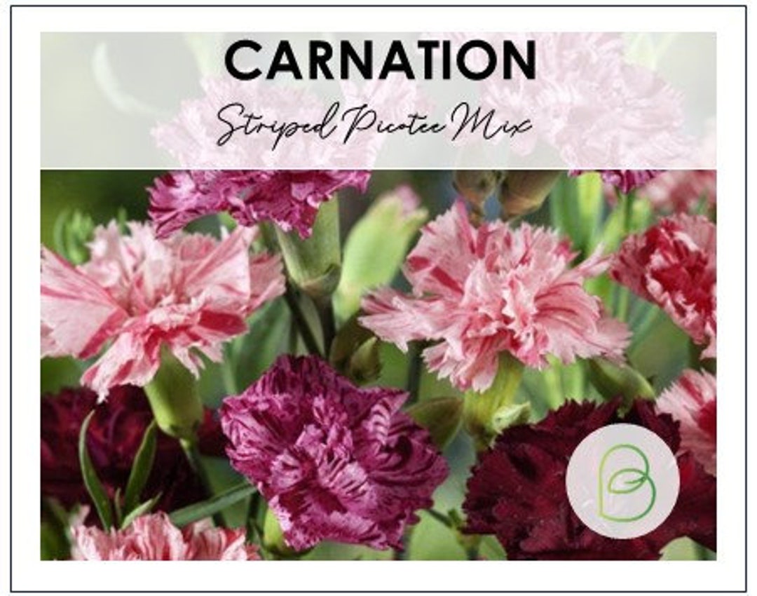 25 Carnation Striped and Picotee Mix Seeds - Etsy