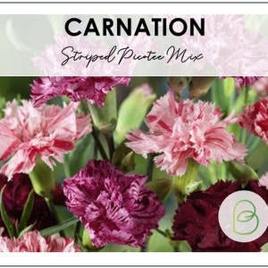 25 Carnation Striped and Picotee Mix Seeds - Etsy