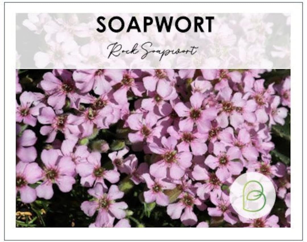 1000+ Soapwort Seeds, Rock Soapwort, Ground Cover, Saponaria Ocymoides ...