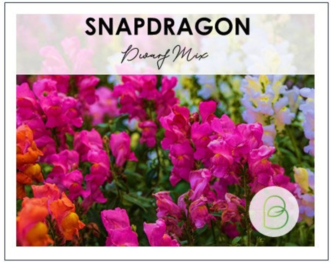 Snapdragon Dwarf Mix Seeds, Landscape Flowers, Cool Flowers, Spring ...