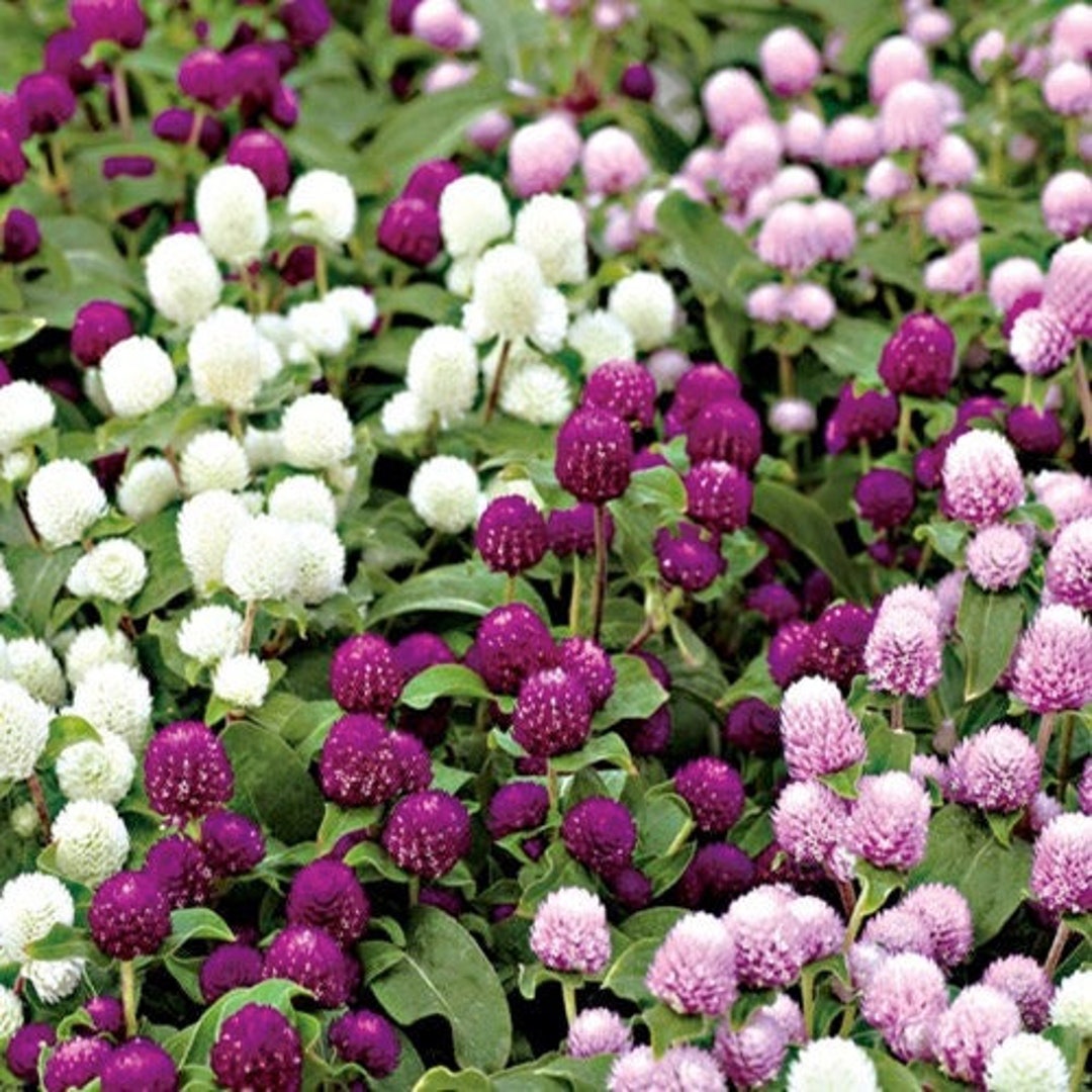 Gomphrena Gnome Mix Seeds 10 Seeds Dwarf Variety Globe - Etsy
