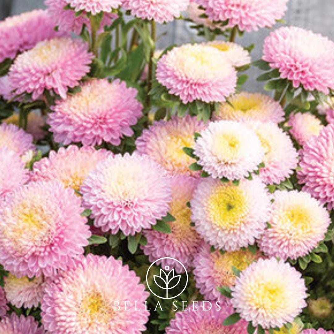 Aster Bonita Shell Pink Seeds, 25 Seeds - Etsy