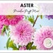 China Aster Powder Puff Mix 20+ Seeds - Etsy