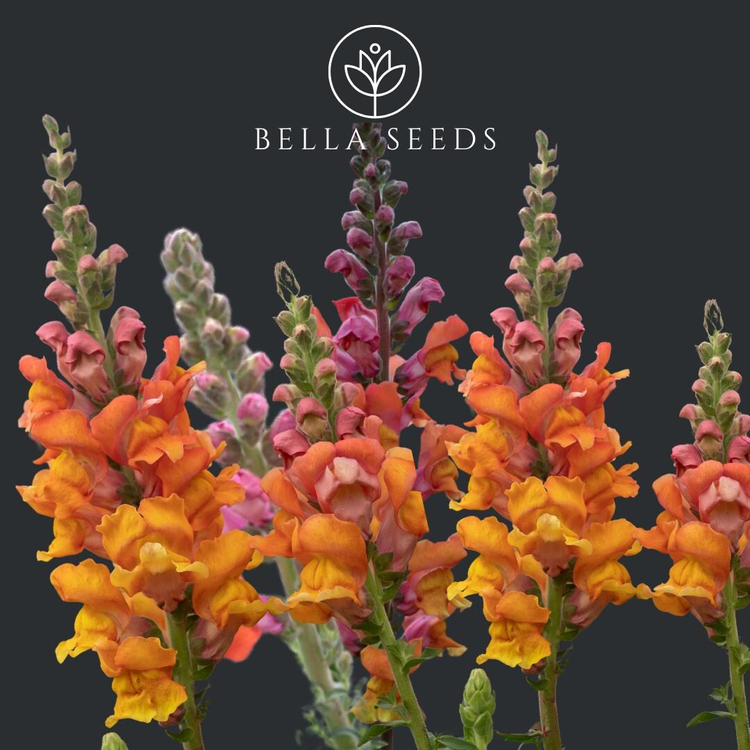 Snapdragon Opus Early Bronze Seeds - Etsy