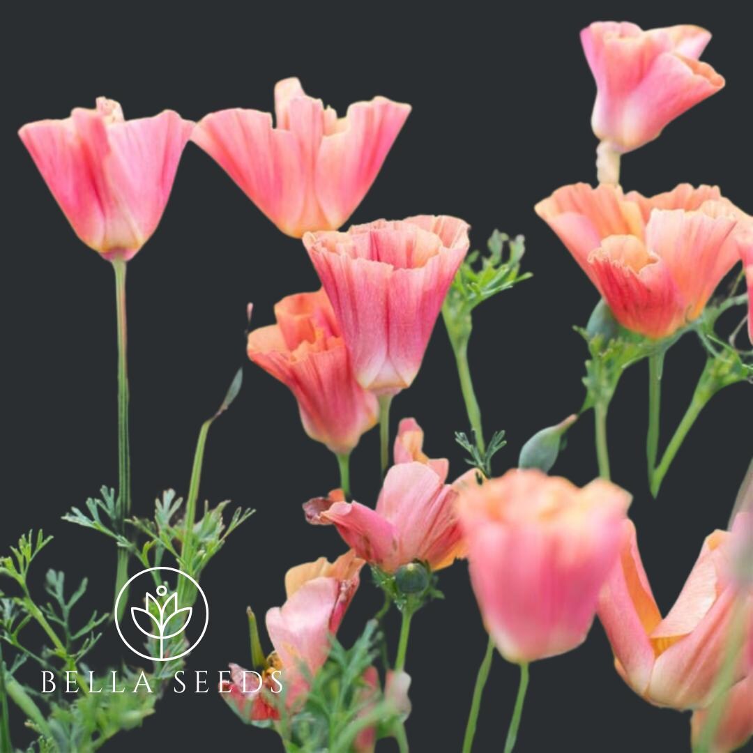 Thai Silk Apricot Chiffon Poppy 50 Seeds, Eschscholzia Californica ...
