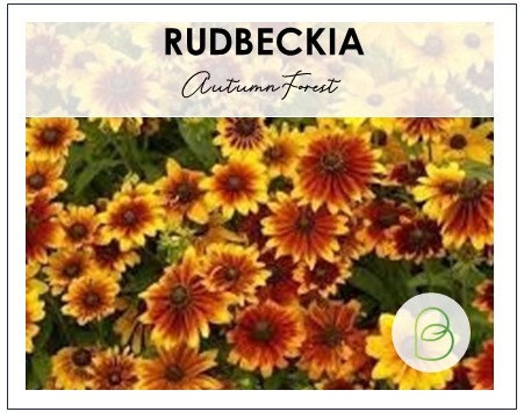 Rudbeckia Autumn Forest 25+ Seeds, Rudbeckia Hirta Seeds - Etsy