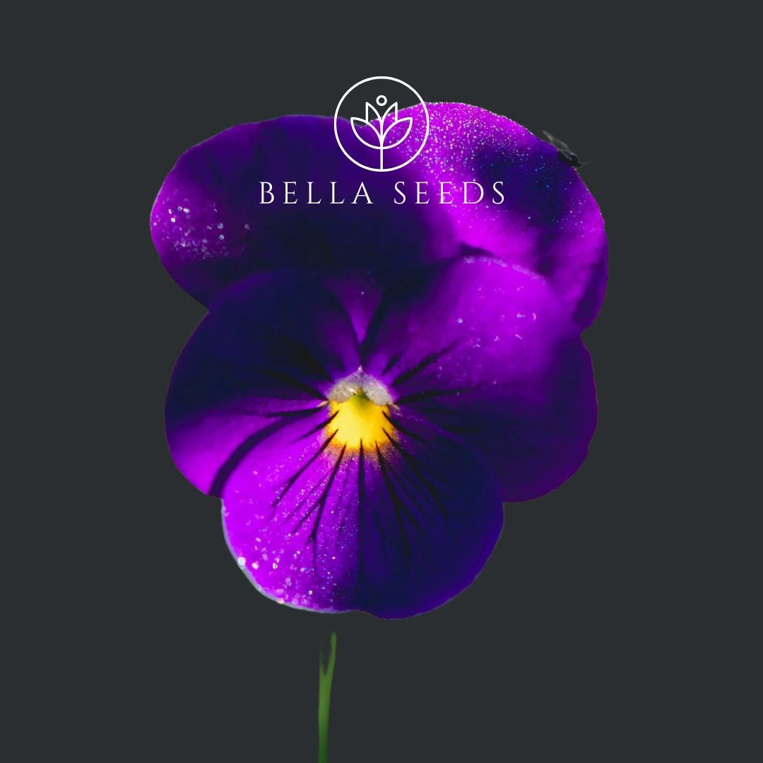 Viola, King Henry 25+ Seeds - Etsy