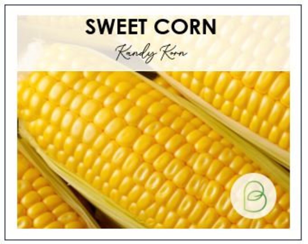 Kandy Korn Hybrid Sweet Corn Seeds, Zea Mays, Heirloom Seeds, Sweetcorn ...