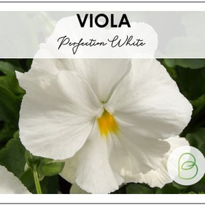 Viola, Perfection White 25+ Seeds - Etsy