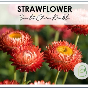 Strawflower Scarlet Choice Double Seeds - Etsy
