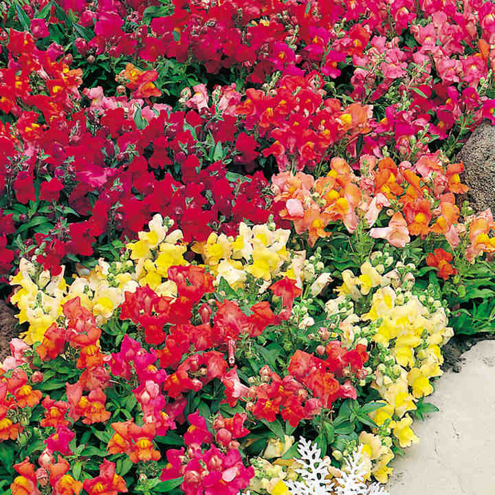 Snapdragon Dwarf Mix Seeds, Landscape Flowers, Cool Flowers, Spring ...
