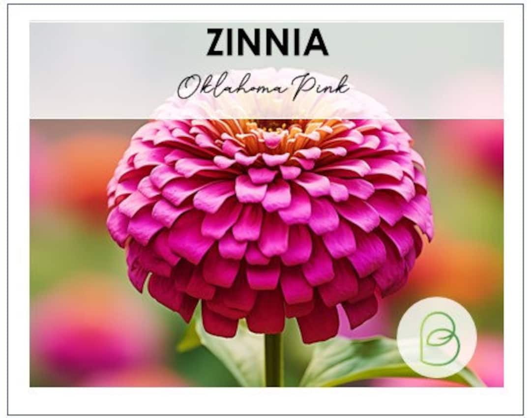 Zinnia Oklahoma Pink 25+ Seeds, Pollinator and Cut Flower for Bouquets ...