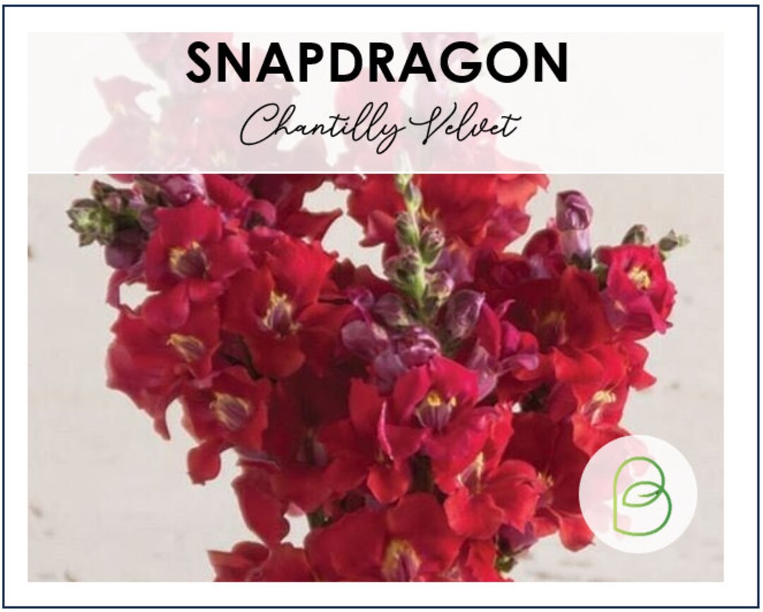 Snapdragon Chantilly Velvet Seeds - Etsy