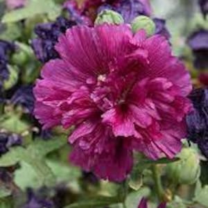 Alcea Rosea, Hollyhock Queeny Purple Seeds 15 Seeds - Etsy