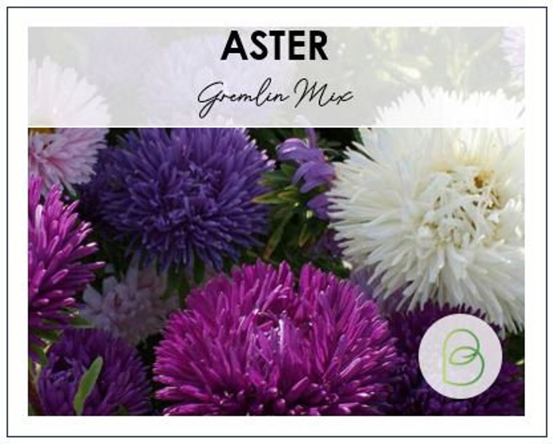 25 Aster Gremlin Mix Seeds, Colorful Garden Blooms, Wildflower Planting ...
