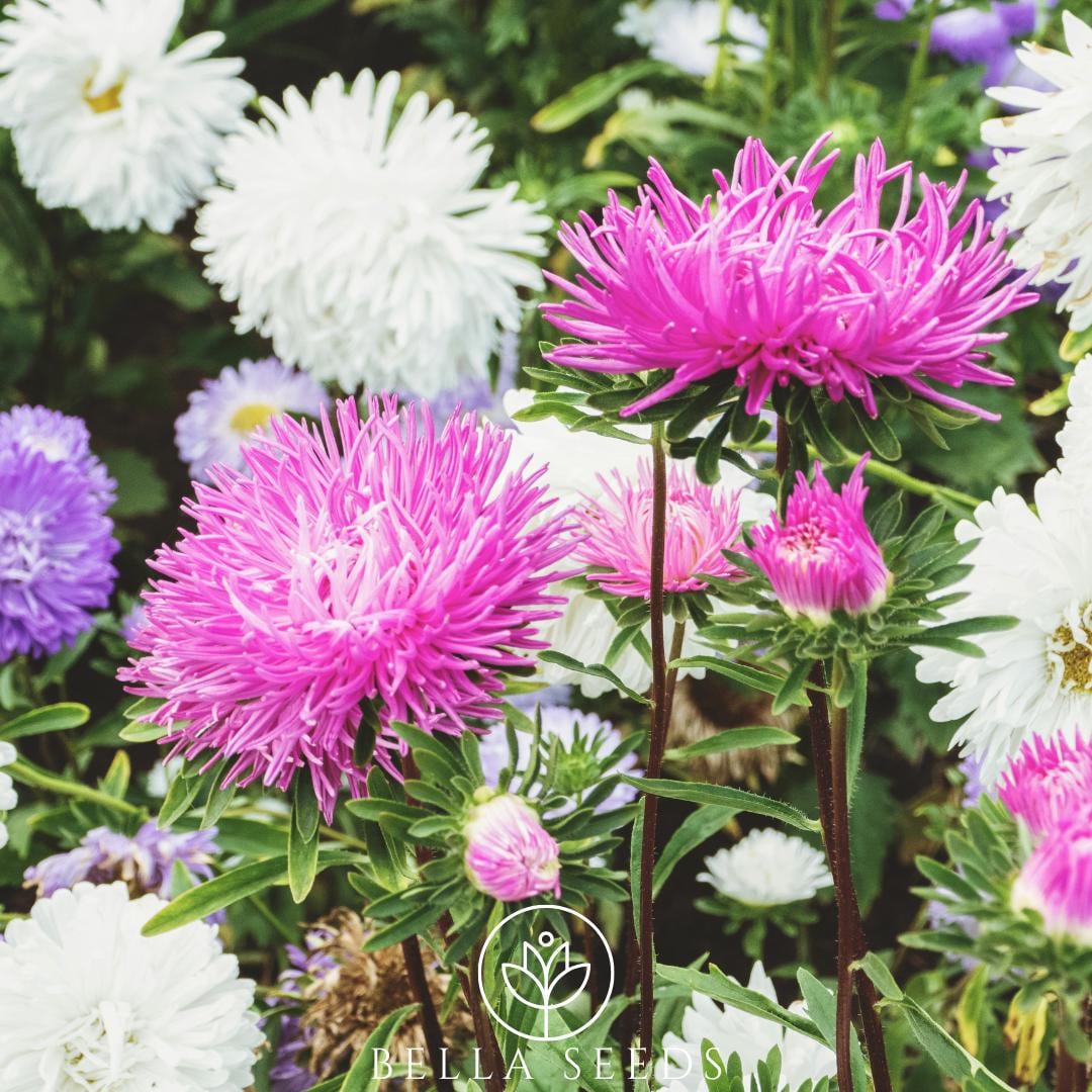Aster Early Ostrich Plume Mix Seeds, 50 Seeds - Etsy