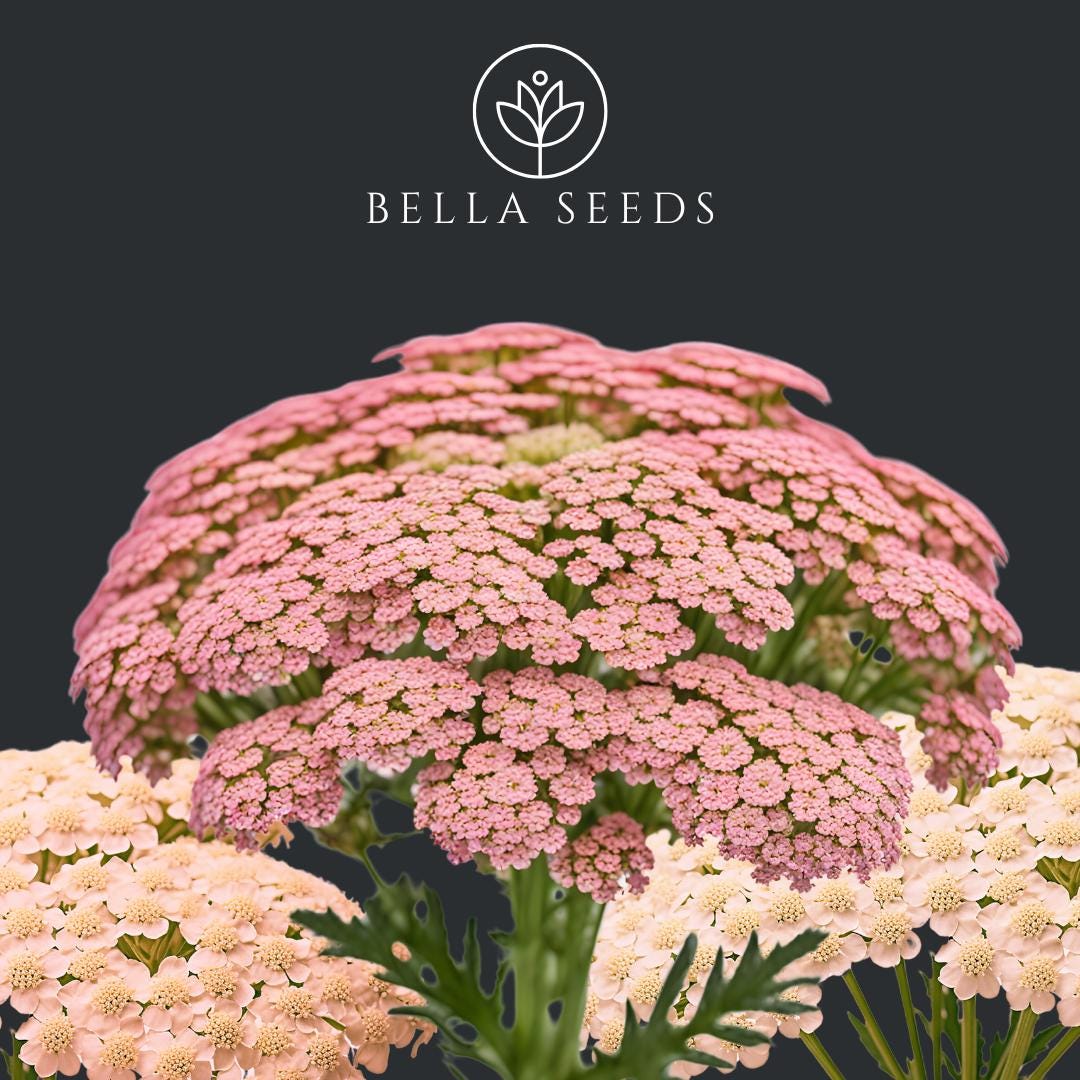 Yarrow Colorado 50 Seeds - Etsy