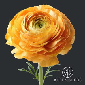 Tecolote Gold Ranunculus Corms, 5-6 Cm, Ranunculus Corms, Persian ...
