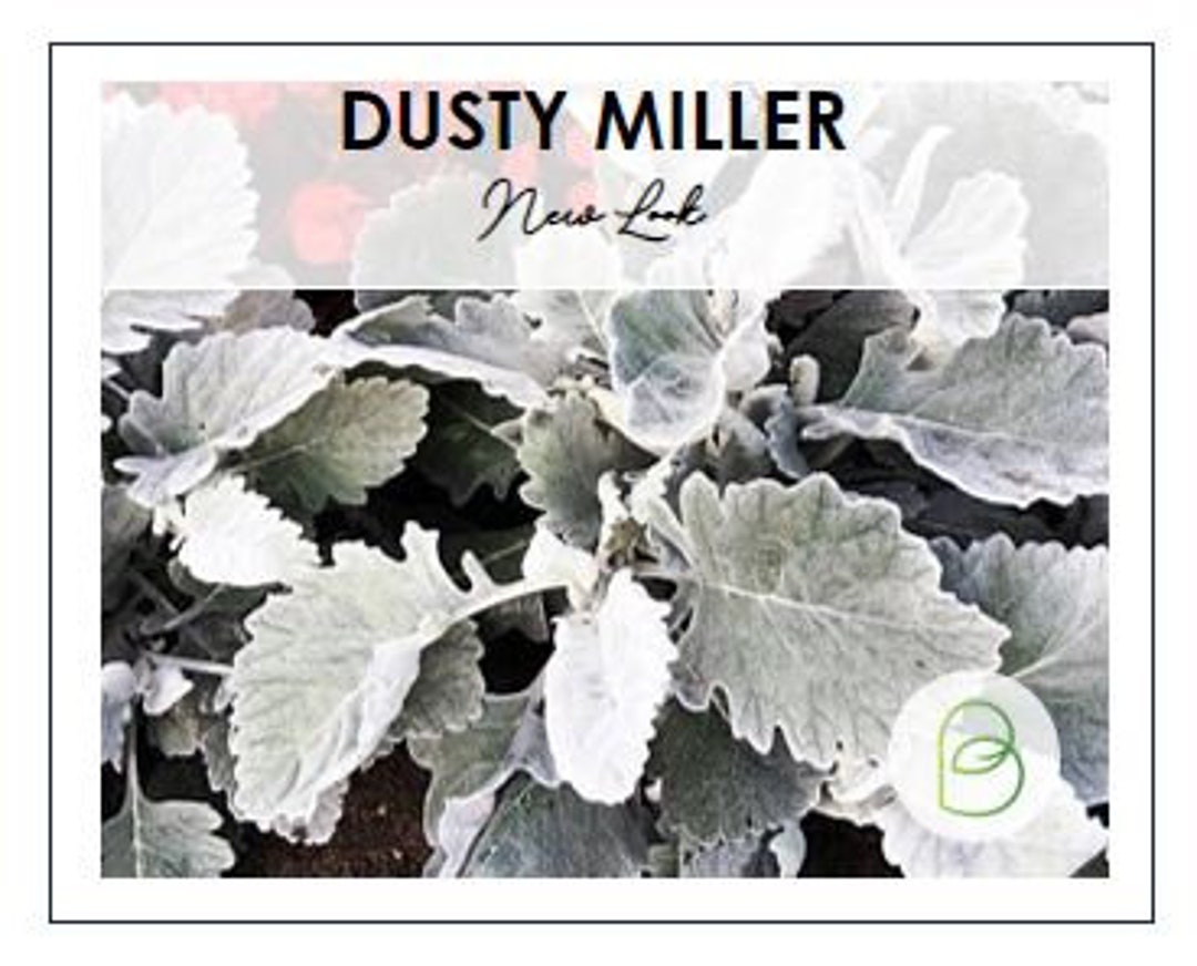 25 Dusty Miller New Look Seeds - Etsy Österreich
