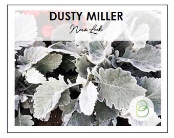 50 Dusty Miller New Look Pelleted Seeds - Etsy