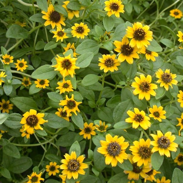 Creeping Zinnia - Etsy