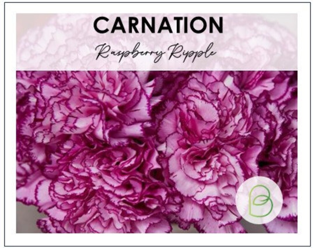 Carnation Raspberry Ripple 50 Seeds, Beautiful Cut Flowers, Vibrant ...
