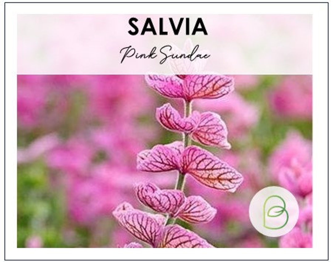 Salvia Pink Sunday 100 Seeds Pink Sundae Seeds Salvia Plant - Etsy