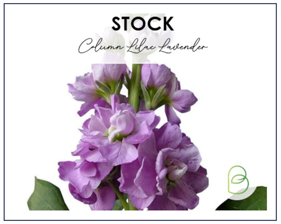 Stock Column Lilac Lavender 25+ Seeds, Stock Matthiola - Etsy