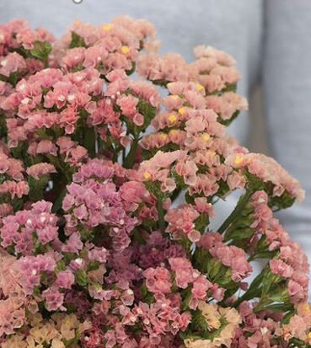 Statice QIS Apricot 20 Seeds - Etsy