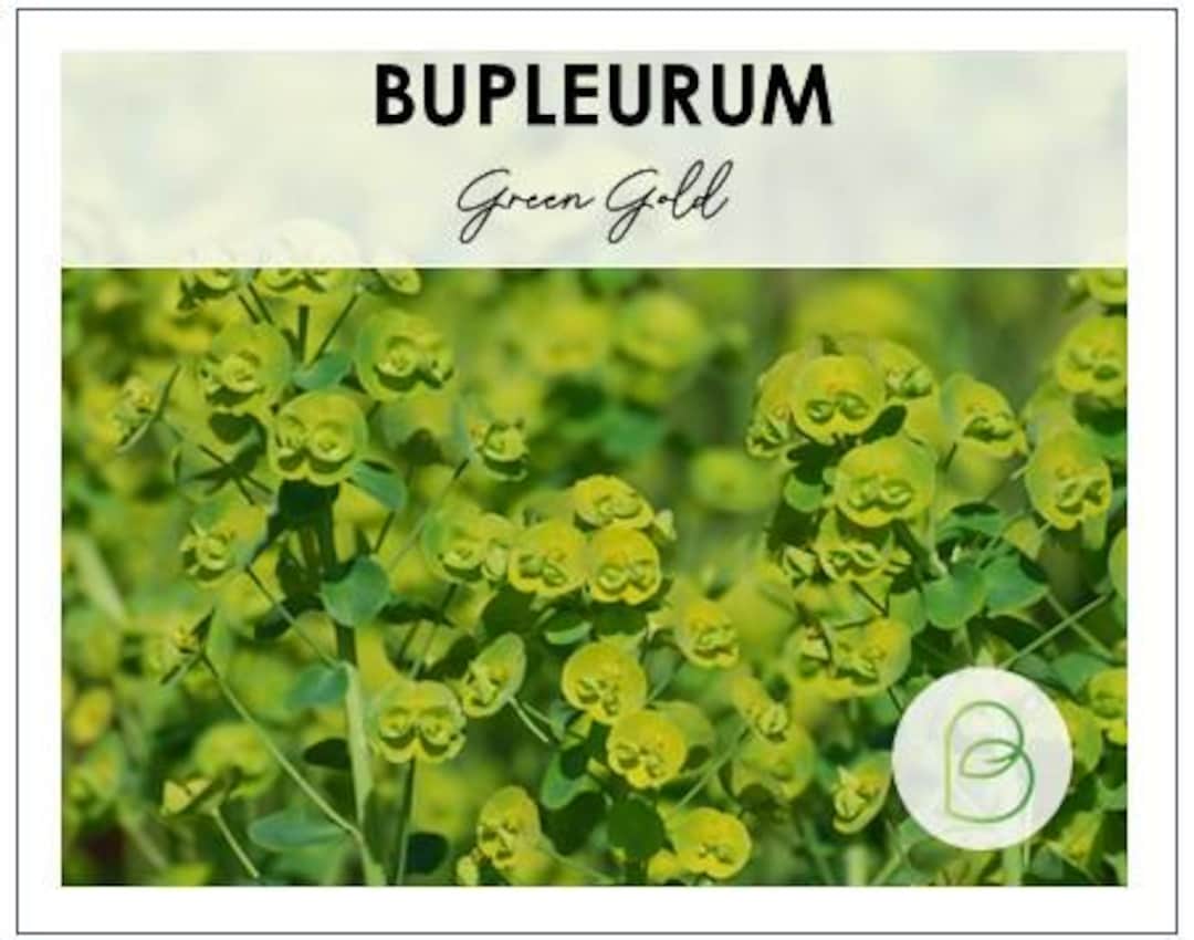 Bupleurum Green Gold Seeds, 25 Seeds - Etsy