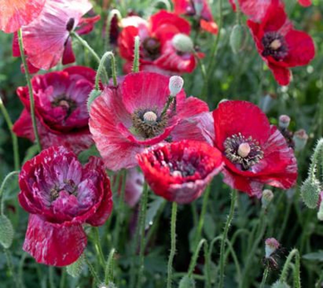 Poppy Pandora Shirley 30 Seeds - Etsy