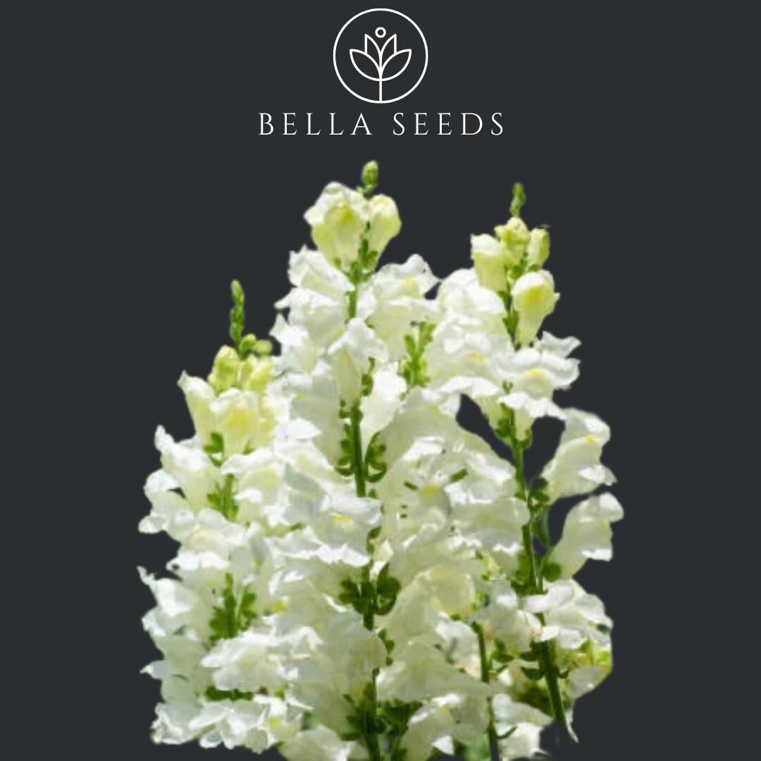 Snapdragon Snowflake Seeds || Fresh Flower Seeds for Gardening || Snow ...
