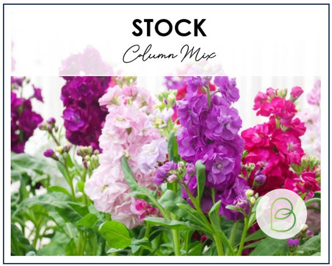 Stock Column Mix 25+ Seeds, Stock Matthiola - Etsy