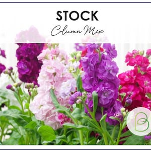 Stock Column Mix 25+ Seeds, Stock Matthiola - Etsy