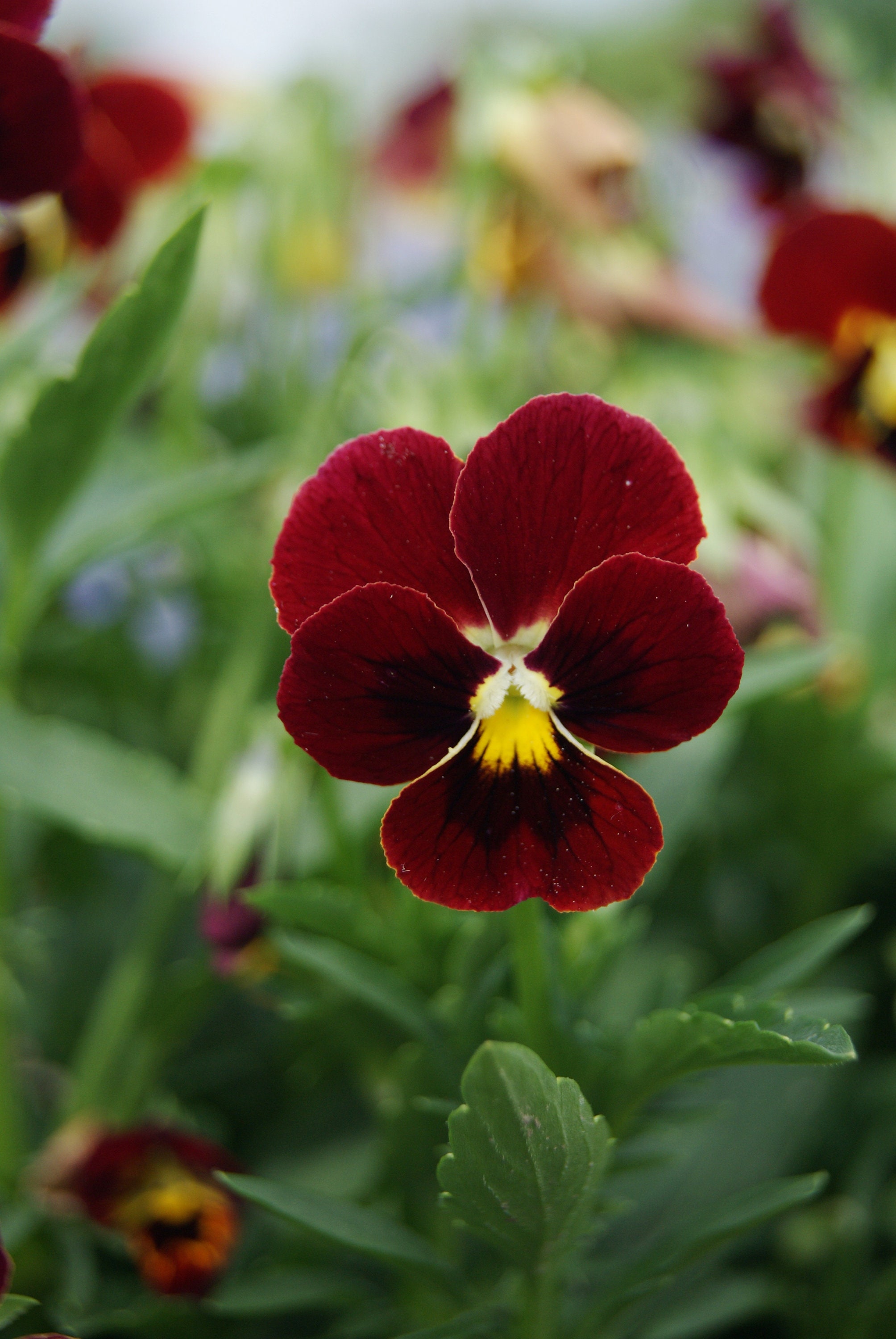 Viola Arkwright Ruby 50 Seeds - Etsy