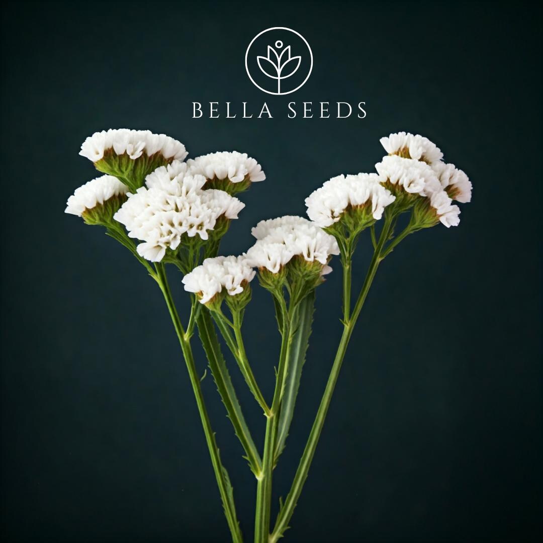 Statice Forever Silver 20 Seeds - Etsy