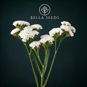 Statice Forever Silver 20 Seeds - Etsy