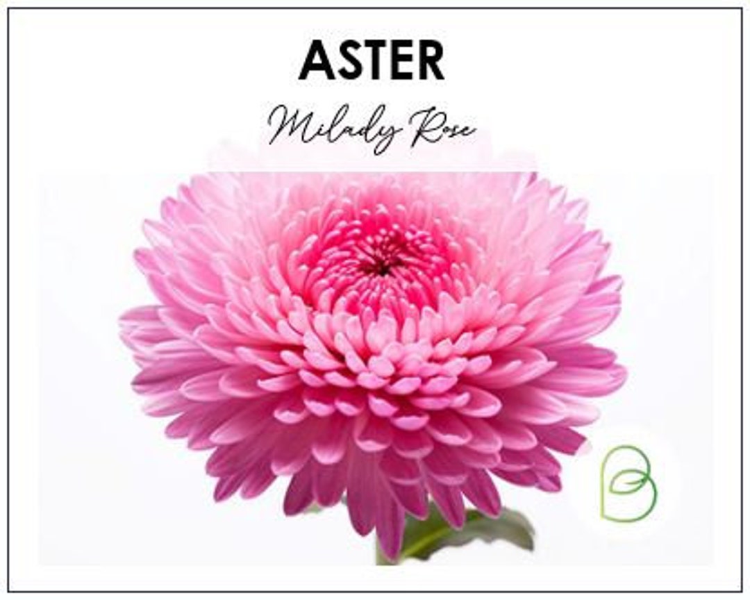 25 Aster Milady Rose Seeds - Etsy