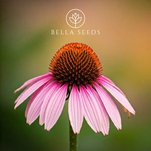 Echinacea Prairie Splendor Rose Compact 10 Seeds - Etsy